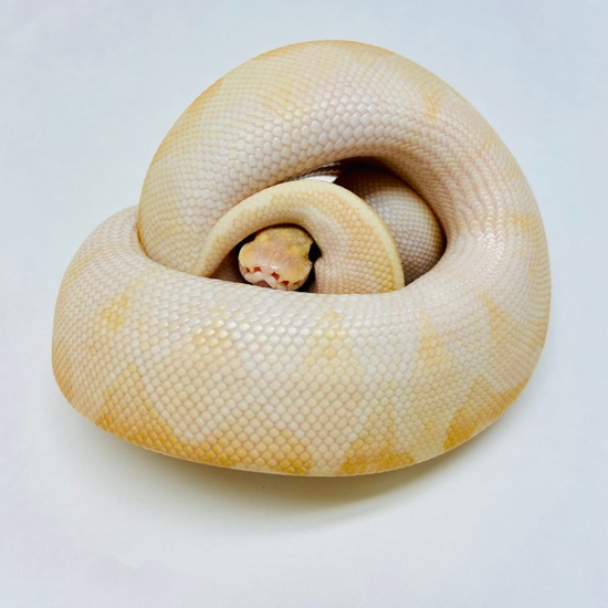 Super Special Ball Python Male 2023M01 by BHB Reptiles