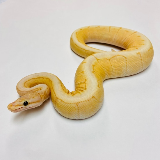 Banana Spinner Mojave Ball Python- Male #2023M01 by BHB Reptiles