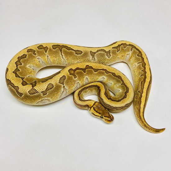 Kingpin Cypress Ball Python Female 2022F02 by BHB Reptiles