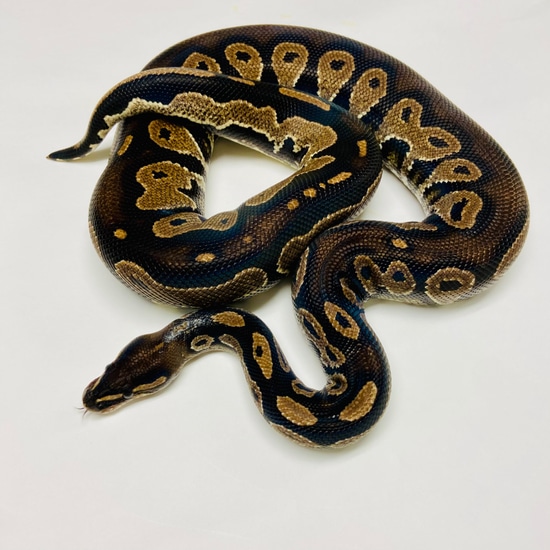 Adult Normal Ball Python Female F01 by BHB Reptiles
