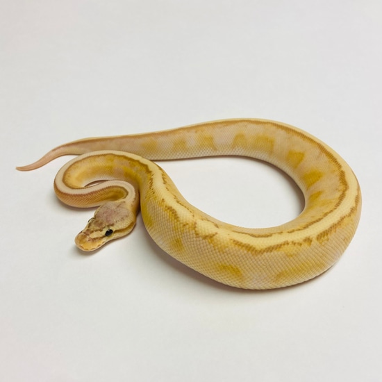 Banana Pastel G Stripe Ball Python Male 2023M04 by BHB Reptiles