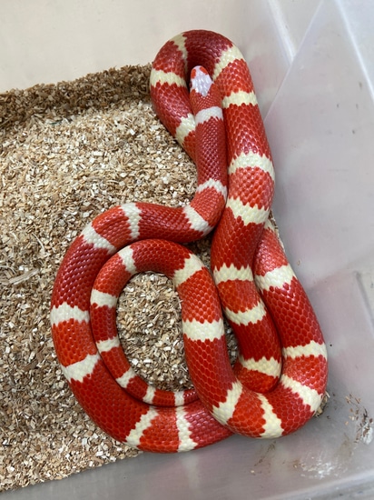 Xtrm Alb Tang Honduran Milk Snake Male 2022 by BHB Reptiles
