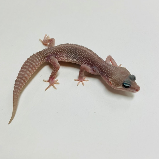 Super Snow MP Leopard Gecko Male B-C2-71324-1 by BHB Reptiles