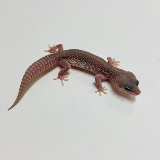 Super Snow MP LG Male B-C2-71124-1 Leopard Gecko by BHB Reptiles