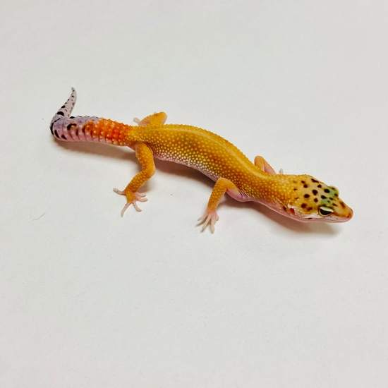 SHTCT LG Fem B-B7-71624-1 Leopard Gecko by BHB Reptiles