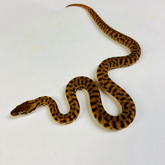 Stimsons Python Male 2024M01 Stimson's Python by BHB Reptiles