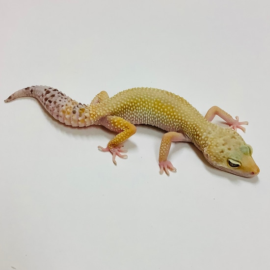 Super Hypo W/Y Marble Eye Leopard Gecko Female F-J4-82419-1 by BHB Reptiles
