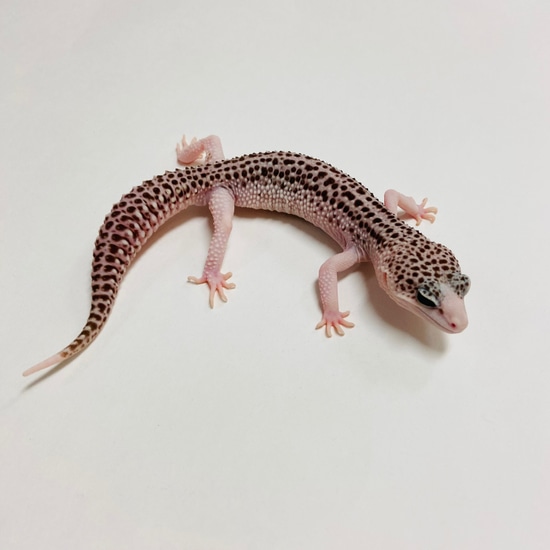 Pied Galaxy Leopard Gecko Male A-C7-61923-1 by BHB Reptiles
