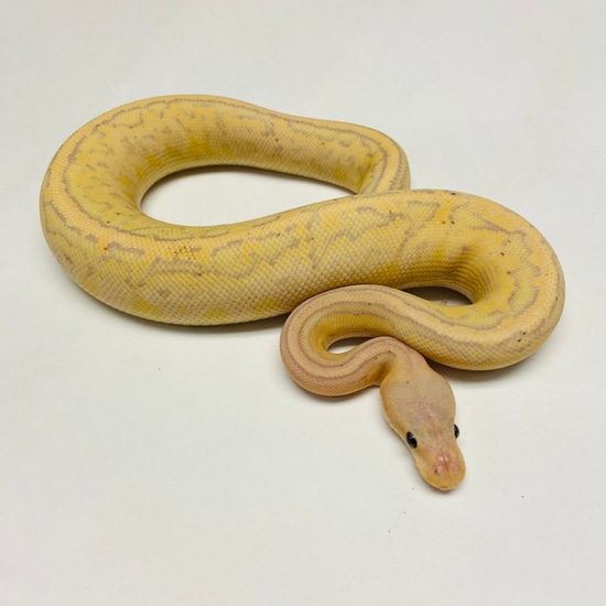 Banana Chocolate Pinstripe Ball Python Male 2023M01 by BHB Reptiles