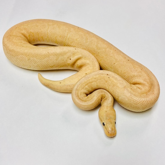 Banana Chocolate Pinstripe Ball Python Male 2021M02 by BHB Reptiles