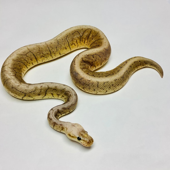 Black Pewter Pinstripe Woma Ball Python Male 2020M01 by BHB Reptiles