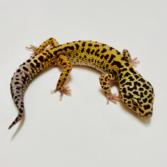 Normal Leopard Gecko Male E-H2-62722-1 by BHB Reptiles