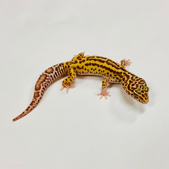 Mack Snow Radar Leopard Gecko Male H-B3-101524-1 by BHB Reptiles