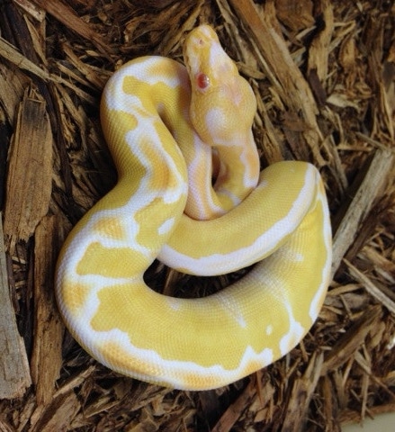 Albino Clown Ball Python by BHB Reptiles - MorphMarket