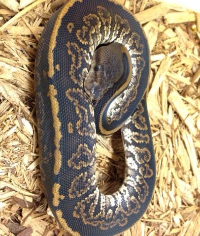 Black Pastel Mahogany Ball Python by BHB Reptiles - MorphMarket