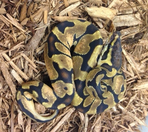 Enchi Het Sunset Ball Python by BHB Reptiles - MorphMarket