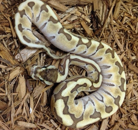 Enchi Woma Lesser Ball Python by BHB Reptiles