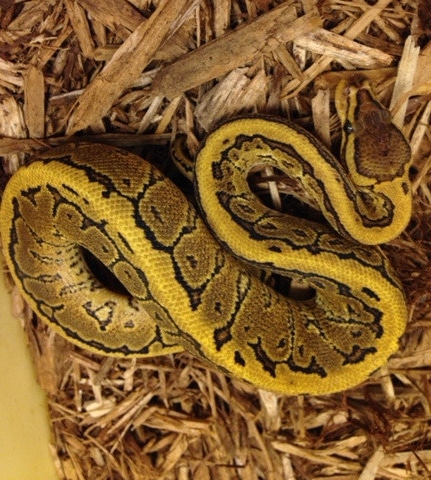 Fire Pinstripe Spector Ball Python by BHB Reptiles - MorphMarket