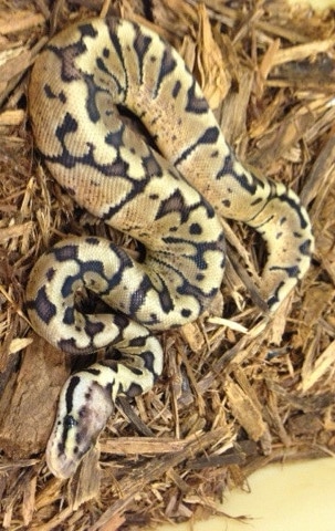 Pastel Woma Mojave Ball Python by BHB Reptiles - MorphMarket