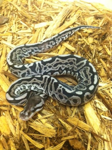 Super Lori Ball Python by BHB Reptiles - MorphMarket