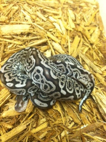 Super Lori Ball Python by BHB Reptiles - MorphMarket
