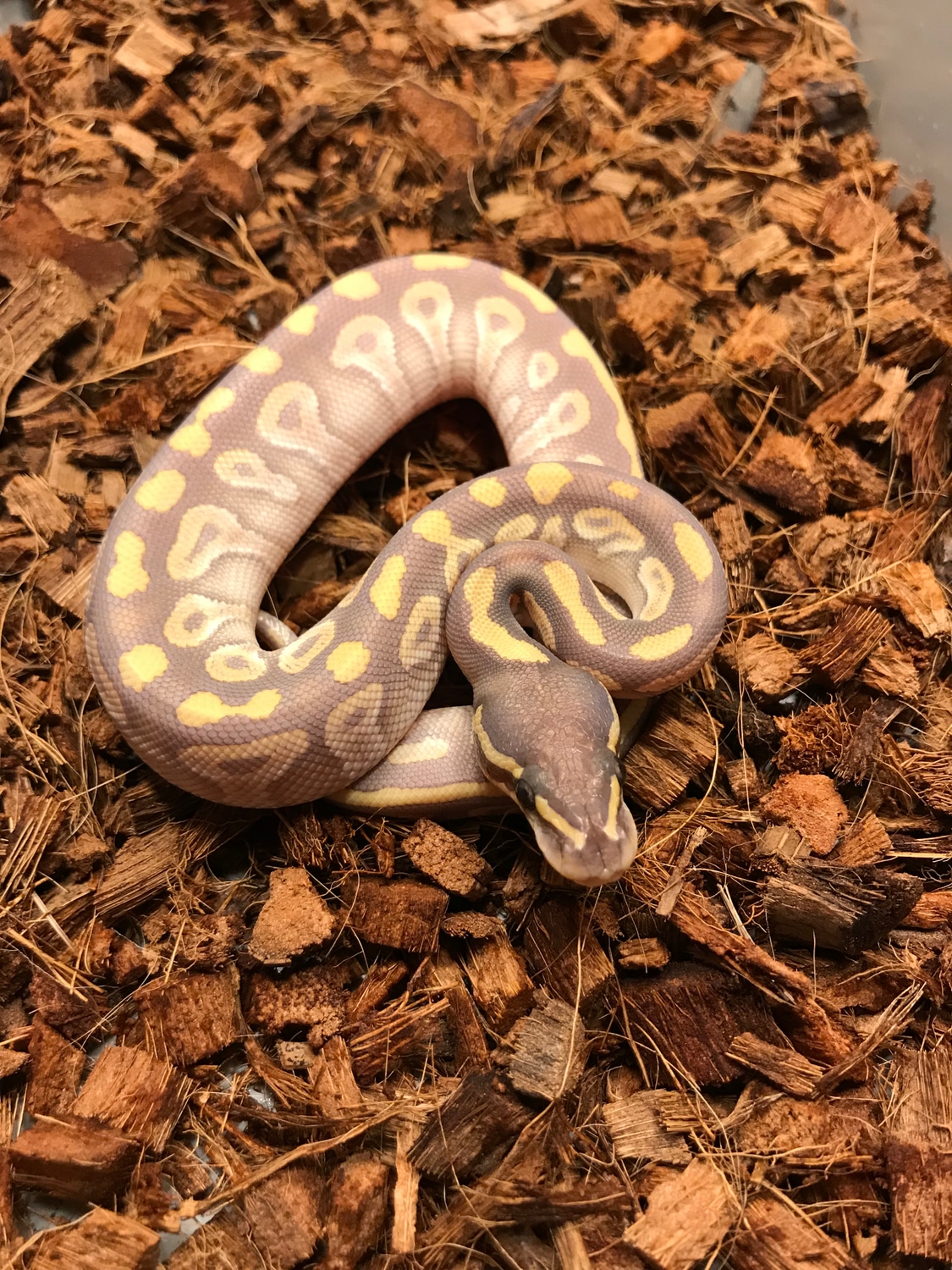 Mystic Crystal Ball Python by B3reptiles - MorphMarket