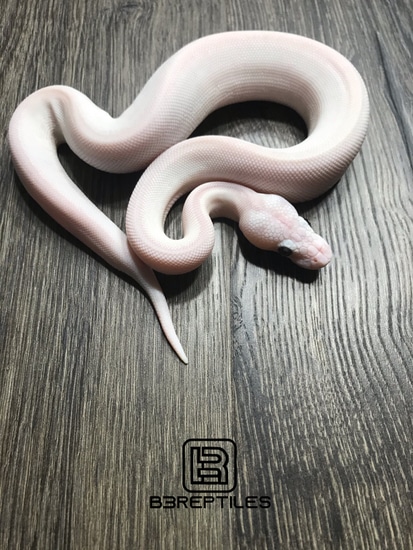 Super Butter/Lesser Het Desert Ghost Ball Python by B3REPTILES