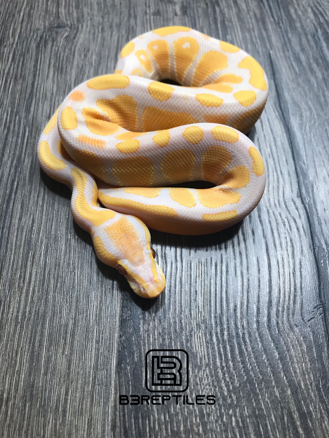 Lavender Albino 66% Het Pied Ball Python by B3reptiles - MorphMarket