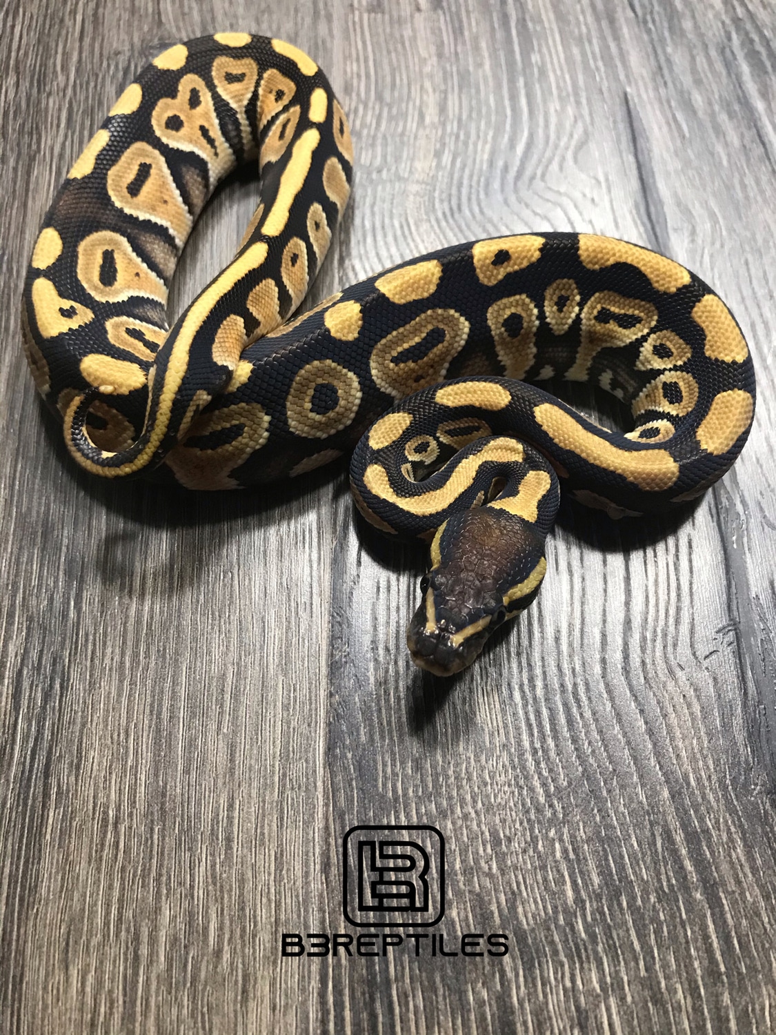 Mystic/Mojave Ball Python by B3reptiles - MorphMarket