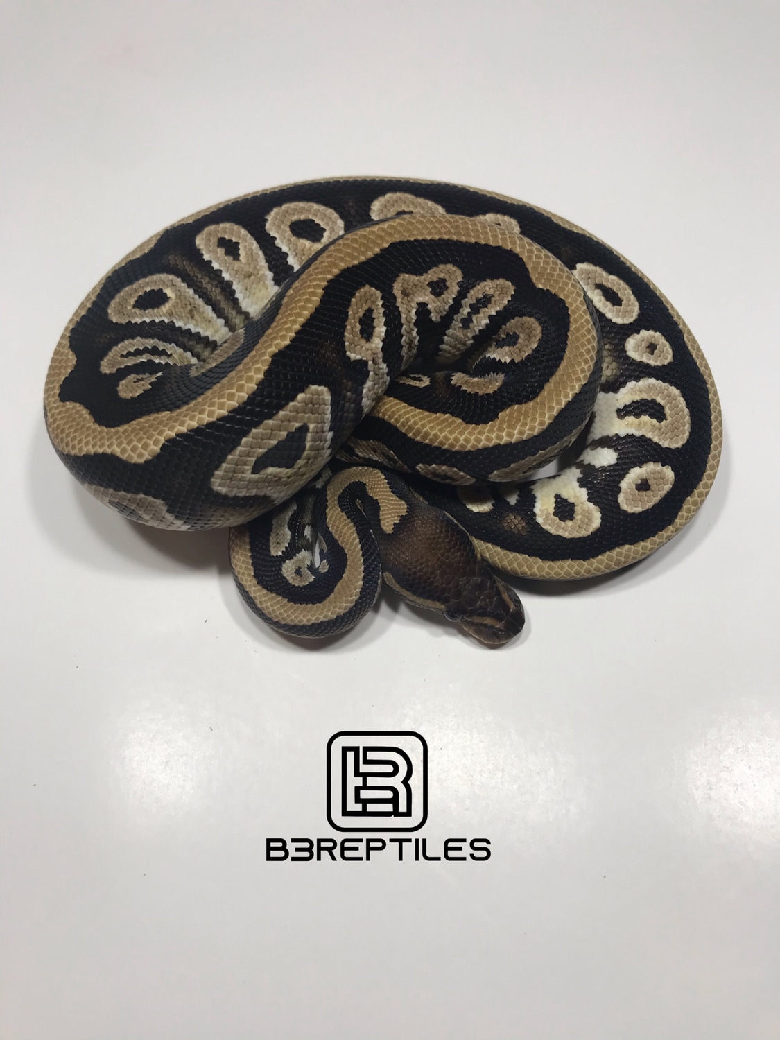 Mystic/Mojave Cypress Ball Python by B3reptiles - MorphMarket