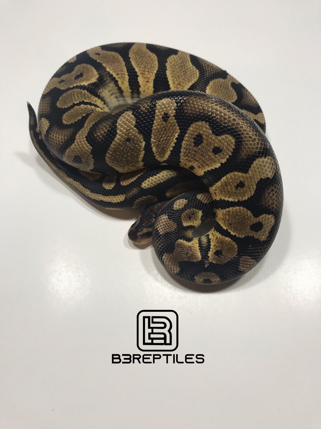 Pastel Het Vpi Axanthic 66% Het Genetic Stripe Ball Python by ...