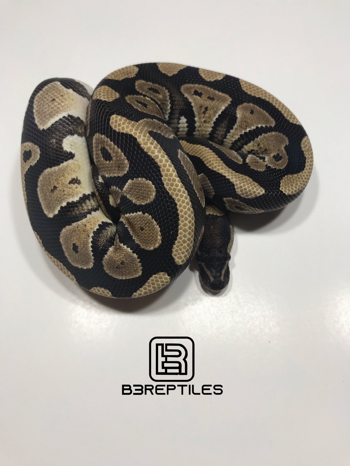 Mystic/Mojave Ball Python by B3reptiles - MorphMarket