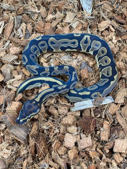 Leopard Poss HET Pied Ball Python by Black Sheep Exotics AZ