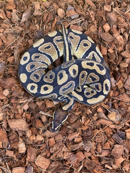 Normal 100% HYPO Ball Python by Black Sheep Exotics AZ