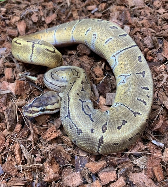 Enchi Pinstripe Ball Python by Black Sheep Exotics AZ - MorphMarket
