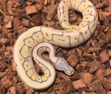 Hypo Spider Ball Python by Black Sheep Exotics AZ - MorphMarket