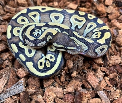 Hypo Spider Ball Python by Black Sheep Exotics AZ - MorphMarket