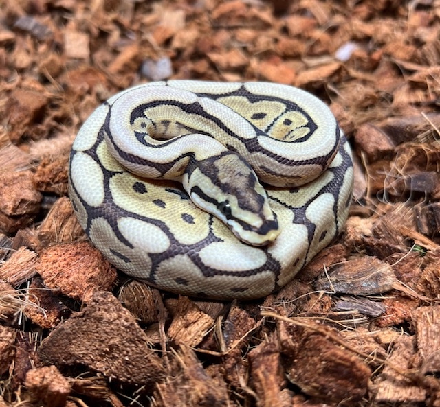 Mojave Spider 100% HET Hypo Ball Python by Black Sheep Exotics AZ ...