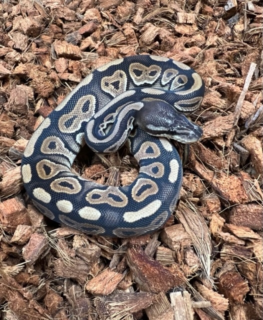 Cinnamon PH Hypo Ball Python by Black Sheep Exotics AZ - MorphMarket