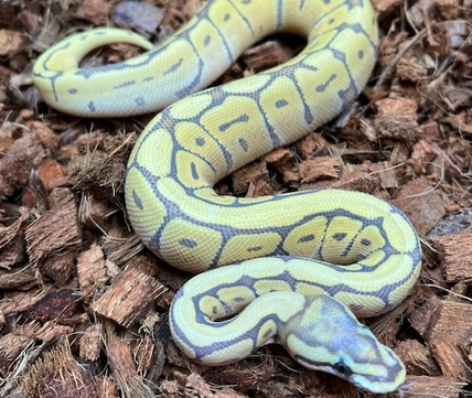 Enchi Spider HET Hypo Ball Python by Black Sheep Exotics AZ - MorphMarket