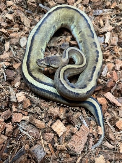 Genetic Stripe Ball Python by Black Sheep Exotics AZ