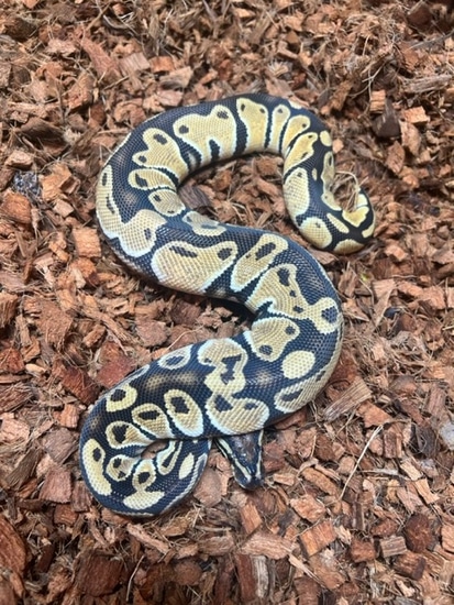 Orange Dream PH Pied Ball Python by Black Sheep Exotics AZ