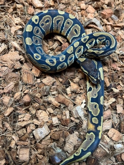 Normal 100% HET Pied Ball Python by Black Sheep Exotics AZ