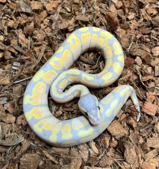 Banana Ball Python by Black Sheep Exotics AZ