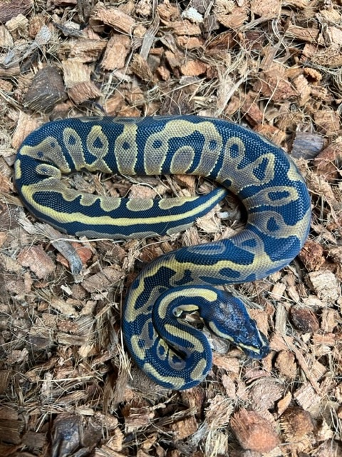 Leopard 100% HET Genetic Stripe Poss HET Pied