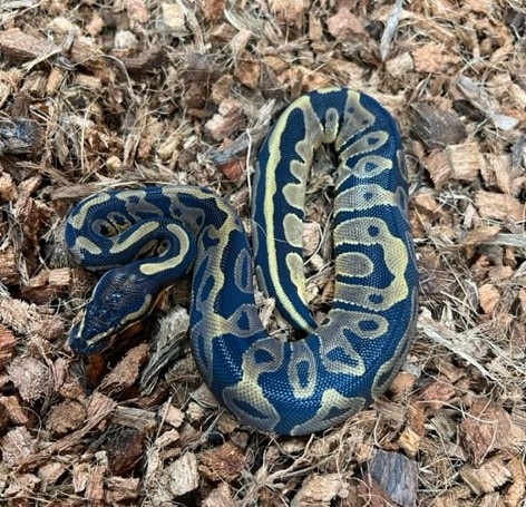 Leopard 100% HET Genetic Stripe Poss HET Pied Ball Python by Black Sheep Exotics AZ
