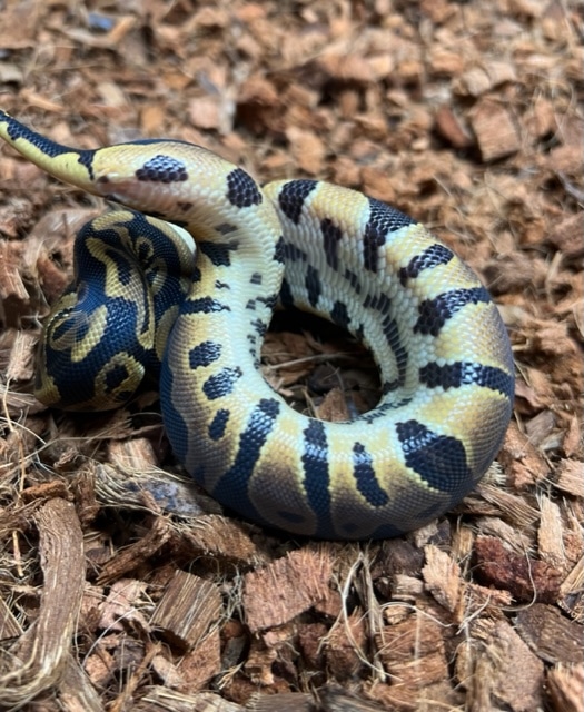 Leopard 100% HET Genetic Stripe Poss HET Pied
