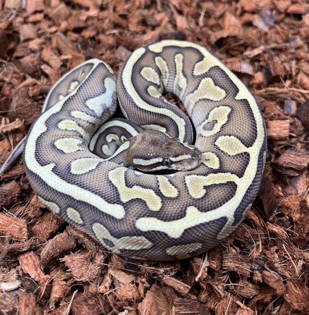 Butter Leopard HET Genetic Stripe Ball Python by Black Sheep Exotics AZ - MorphMarket