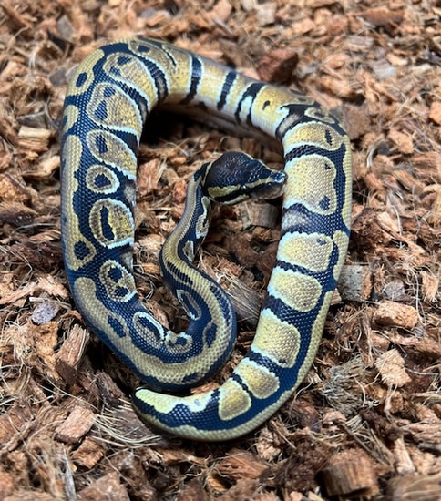 Normal HET Tri-Stripe Ball Python by Black Sheep Exotics AZ