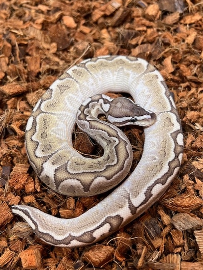 Bamboo HET Tri-Stripe Ball Python by Black Sheep Exotics AZ